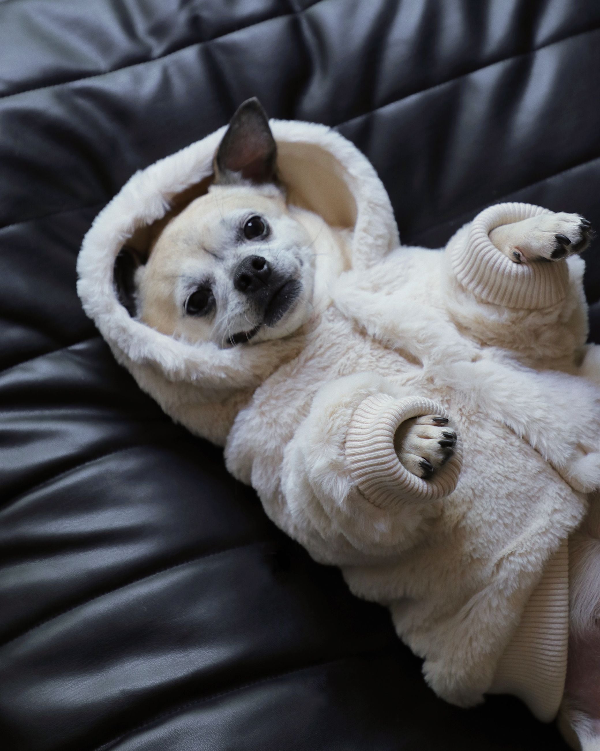 Ivory Faux Fur Reversible Dog Jacket | FURB | Pet Fashion